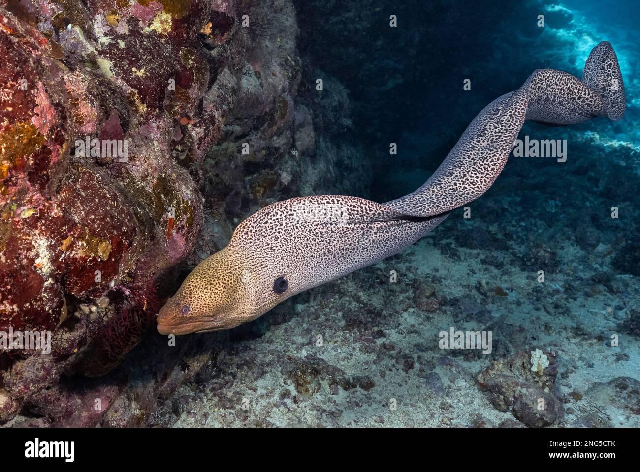 freeswimming Giant moray in cave, Gymnothorax javanicus, Umm Chararim ...