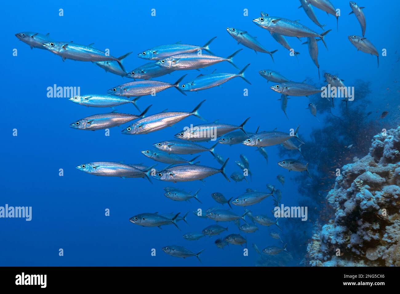 mackerel scad, Decapterus macarellus, Habili Ali, St.Johns, Red Sea ...
