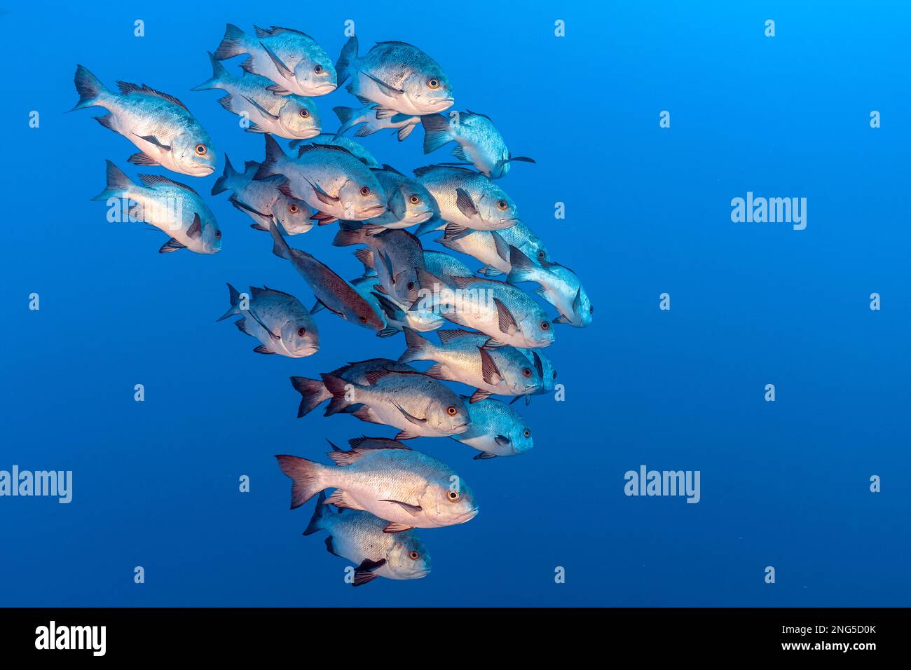 black snapper, Macolor niger, aka black and white snapper, Small ...