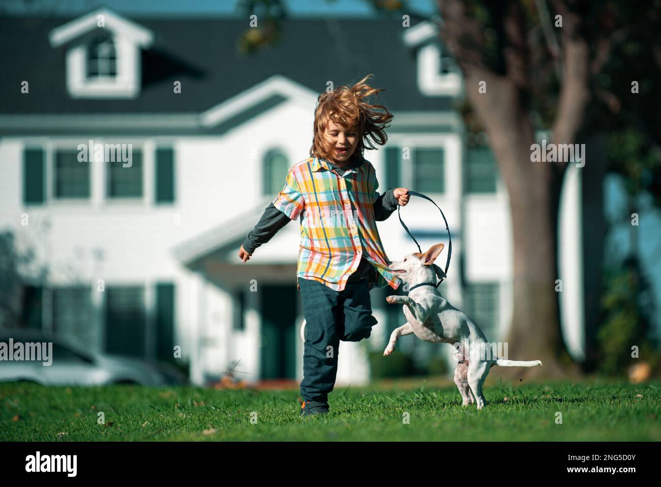 Dog with leash running with handler. Little boy on a background of ...