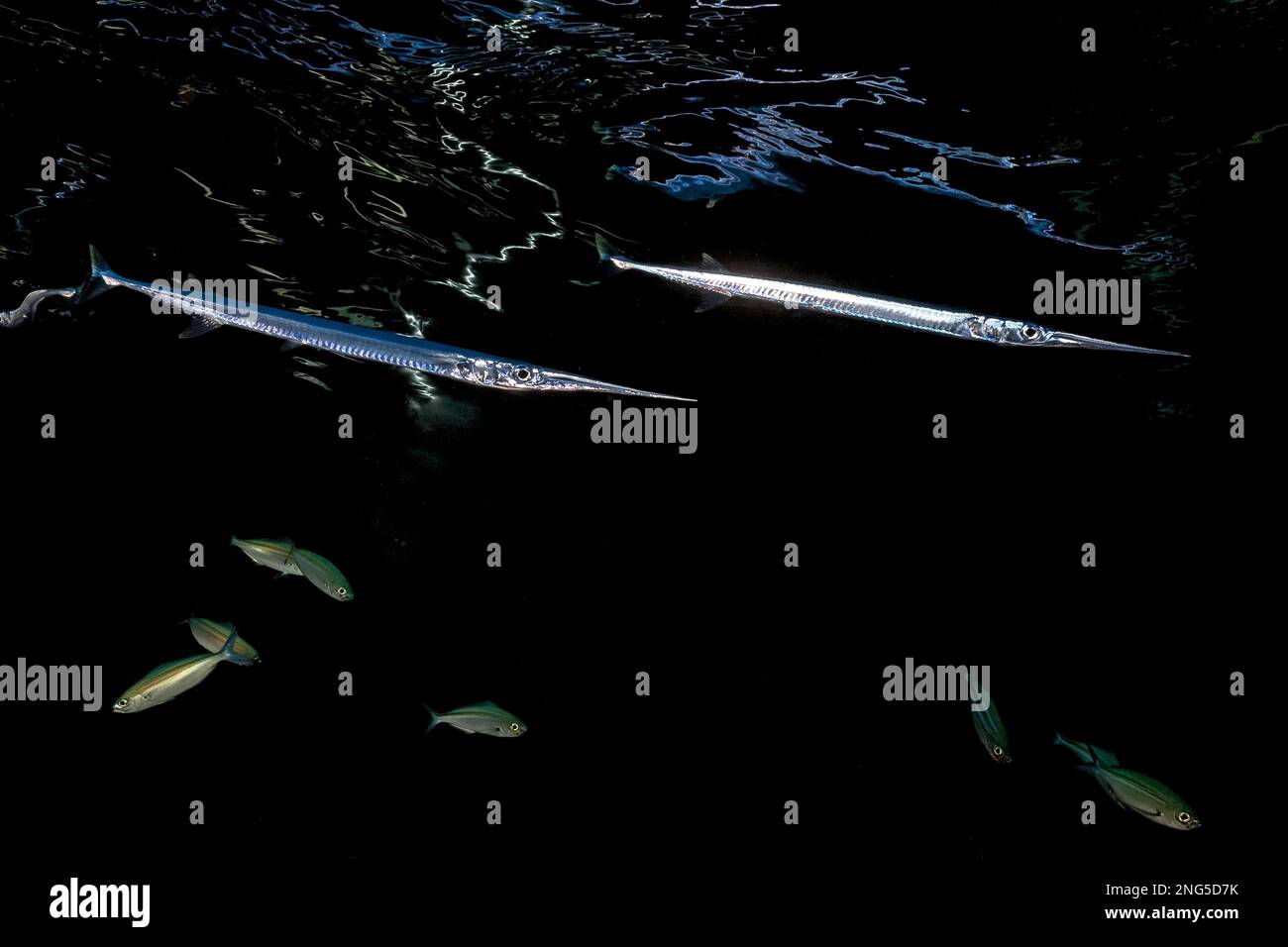 Houndfish hi-res stock photography and images - Alamy