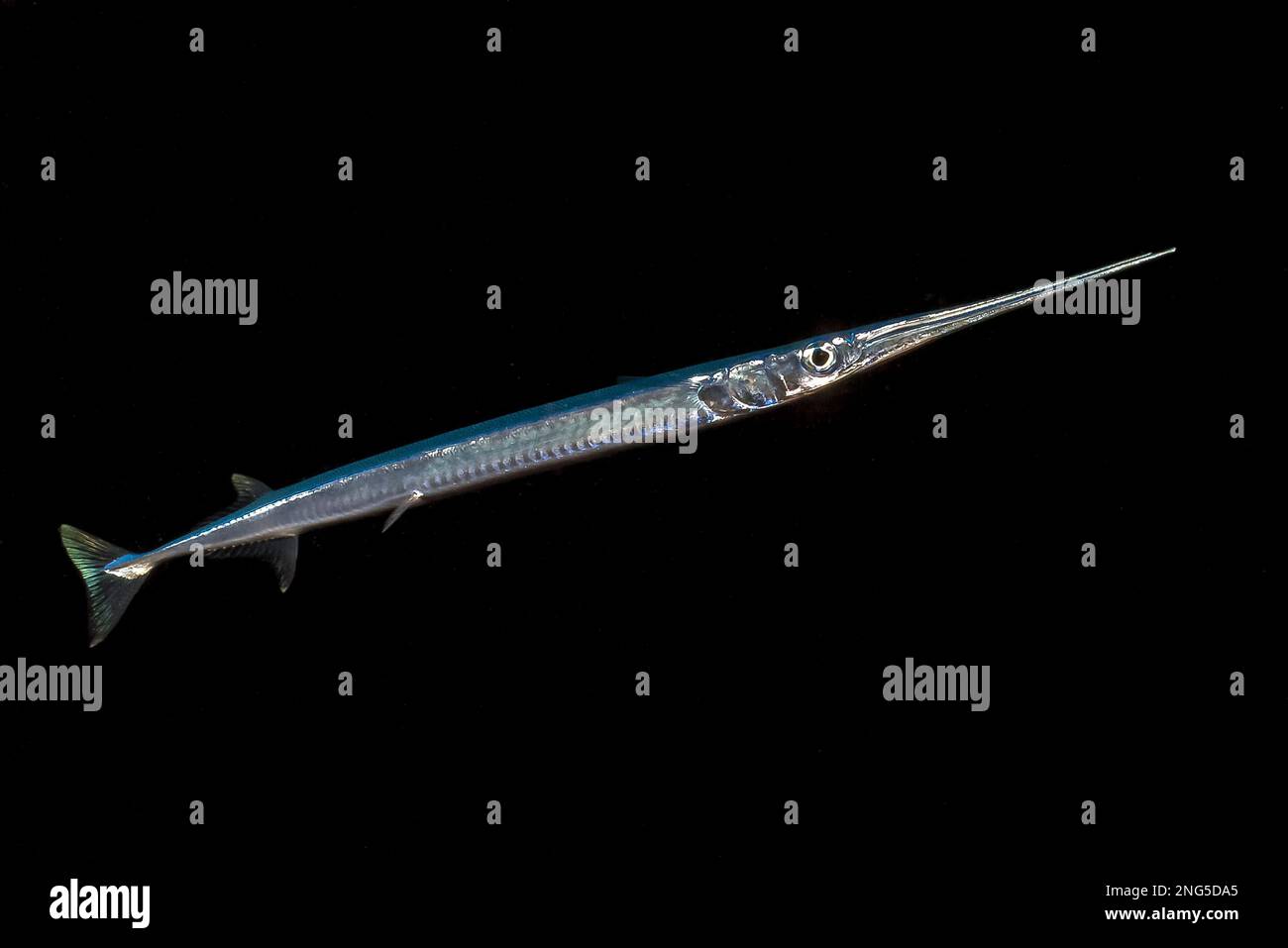 Red Sea houndfish, Tylosurus choram, at night, Ras Mohammed, Sinai ...