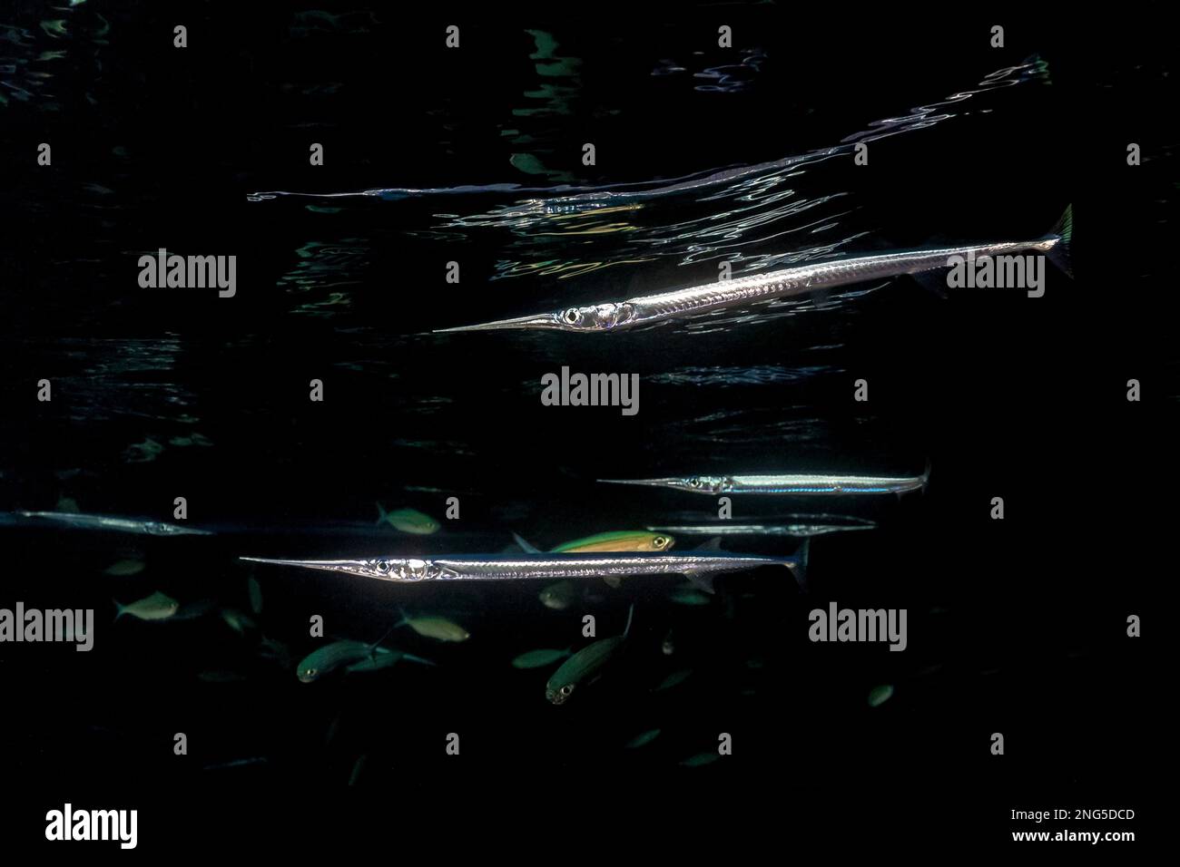 Red Sea houndfish, Tylosurus choram, and blue and gold fusilier, Caesio ...