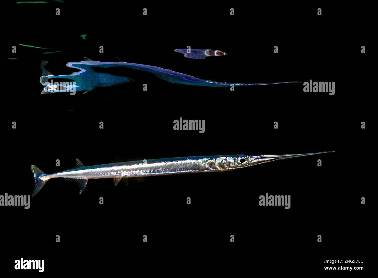 Red Sea houndfish, Tylosurus choram, at night, Ras Mohammed, Sinai ...