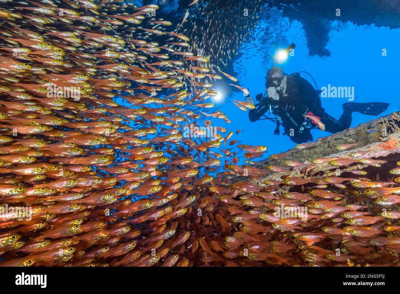 sweeper, Parapriacanthus guentheri, SS Dunraven shipwreck, Beacon Rock ...