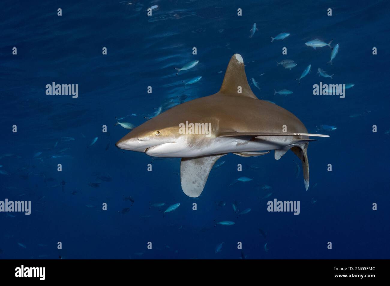 oceanic whitetip shark, Carcharhinus longimanus, Big Brother Island ...