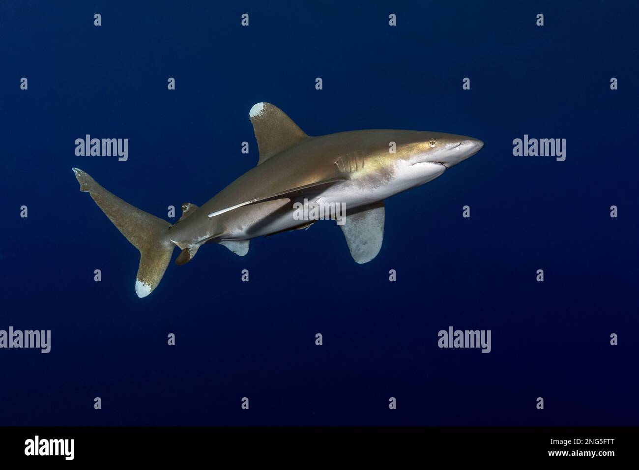 oceanic whitetip shark, Carcharhinus longimanus, Big Brother Island ...