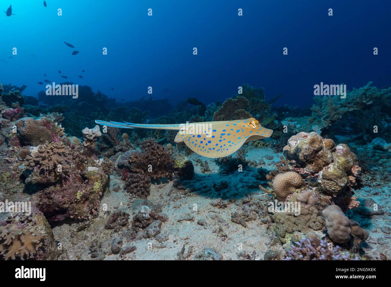 bluespotted ribbontail ray, Taeniura lymma, Small Gubal Island, Gubal ...