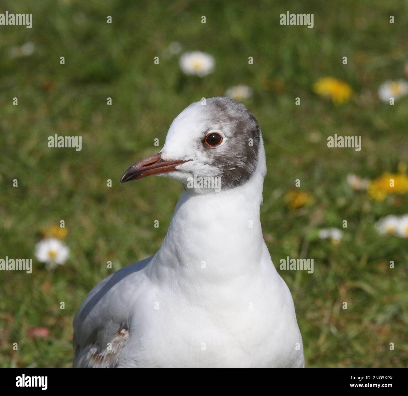 Gull close up head shot hi-res stock photography and images - Alamy