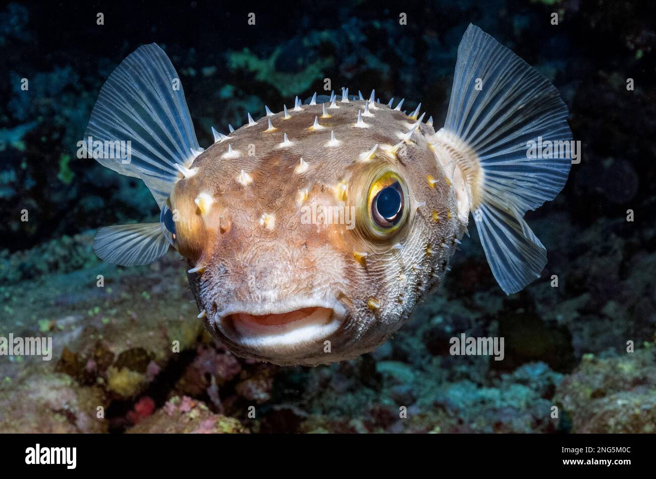 yellowspotted burrfish, Cyclichthys spilostylus, aka spotbase burrfish ...