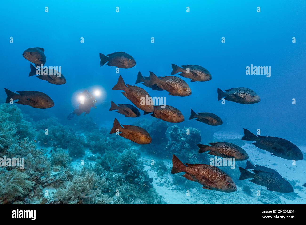black snapper, Macolor niger, aka black and white snapper, Daedalus ...