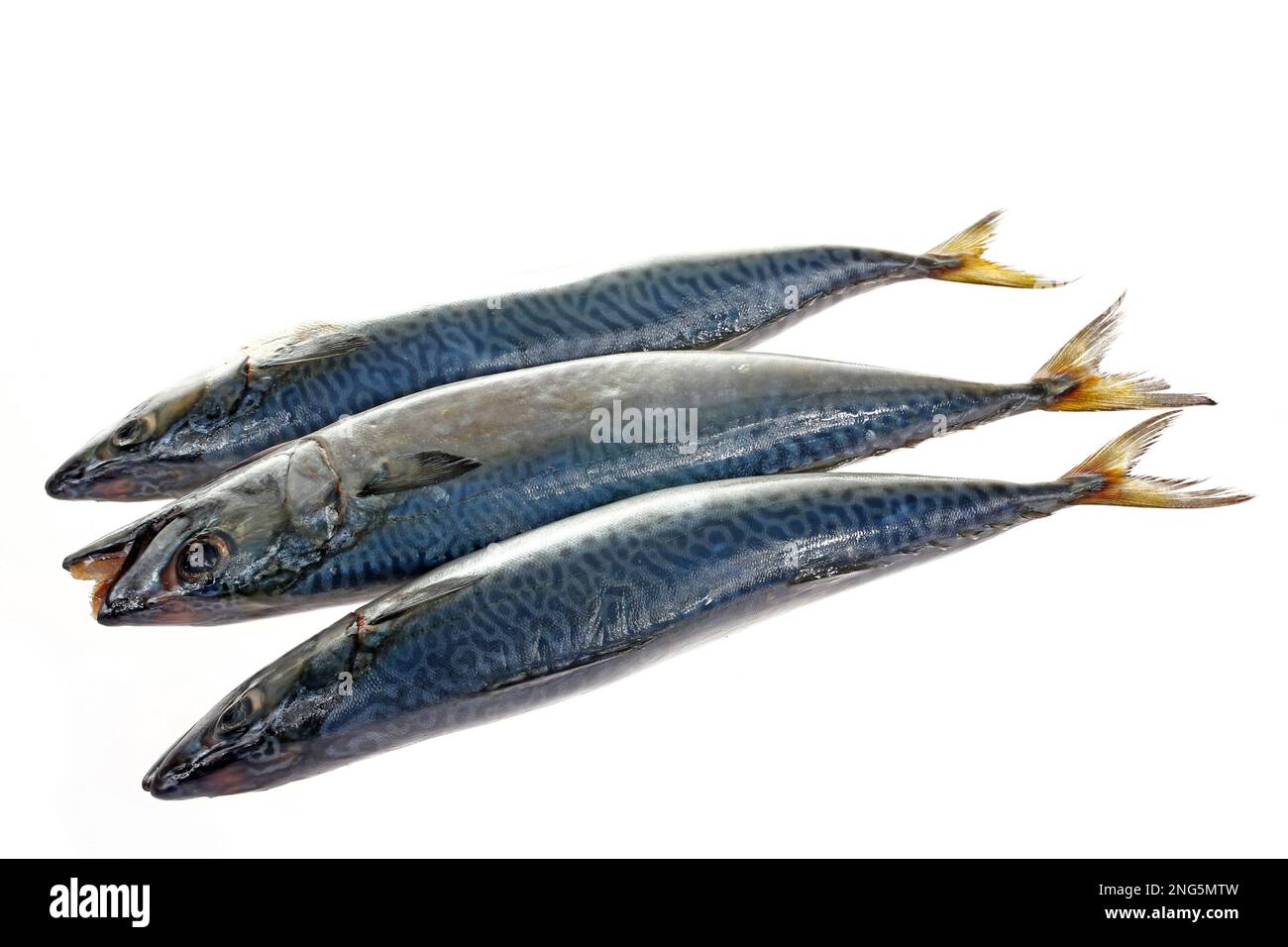 The fish on a white background, grow in the water in the Spanish ...