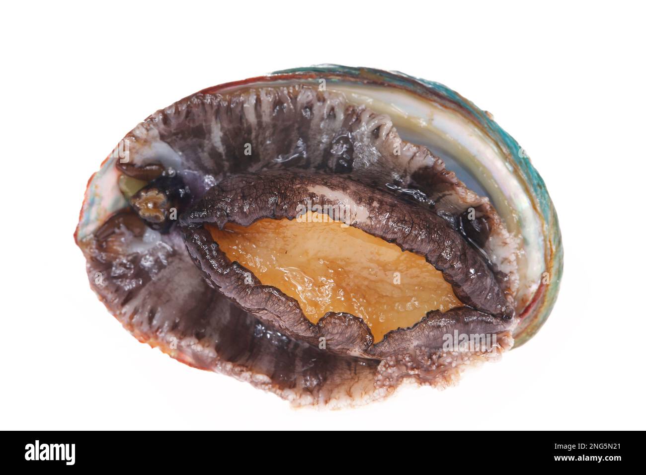 Abalone shellfish on a white background, delicious Stock Photo - Alamy