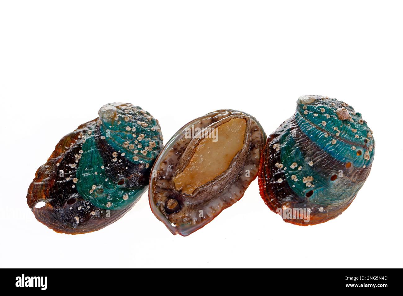 Abalone shellfish on a white background, delicious Stock Photo - Alamy