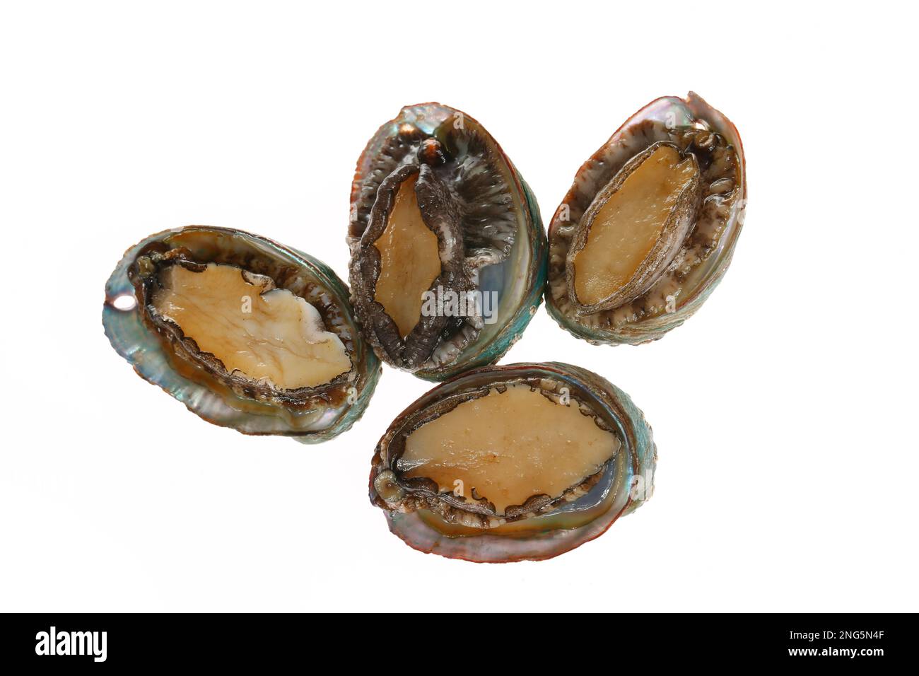 Abalone shellfish on a white background, delicious Stock Photo - Alamy