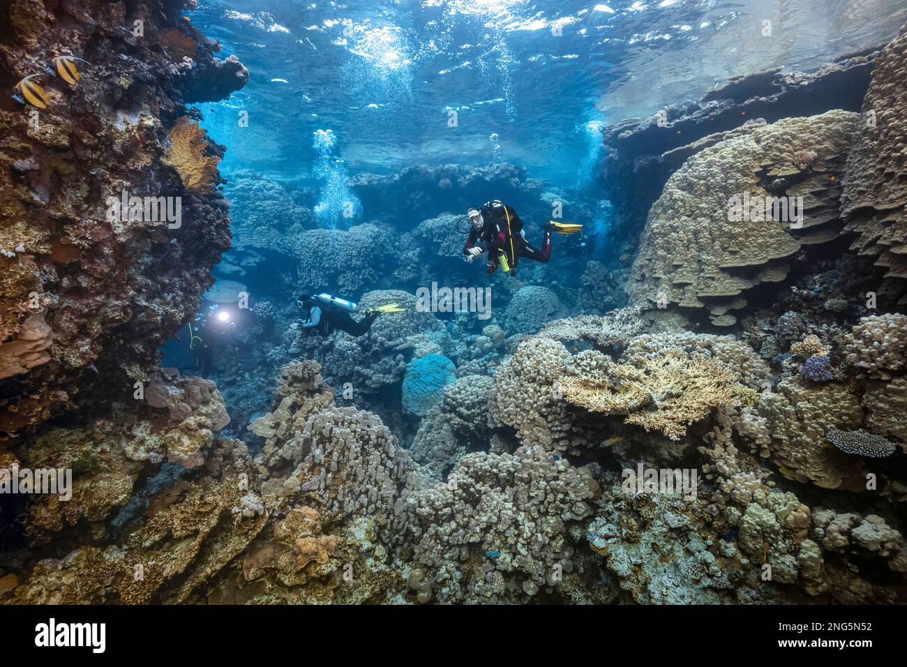 hard coral reef, scuba diver, Abu Galawa, Wadi Gimal, Egypt, Red Sea ...