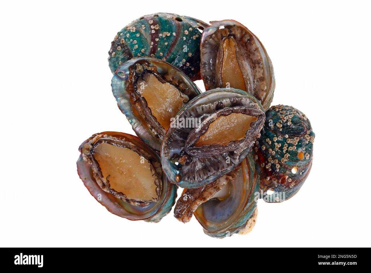Abalone shellfish on a white background, delicious Stock Photo - Alamy