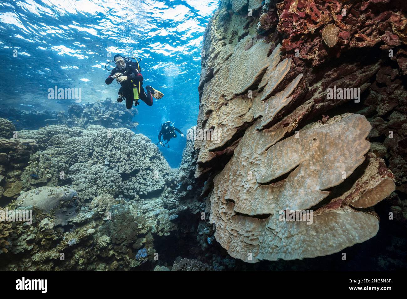 hard coral reef, scuba diver, Abu Galawa, Wadi Gimal, Egypt, Red Sea ...