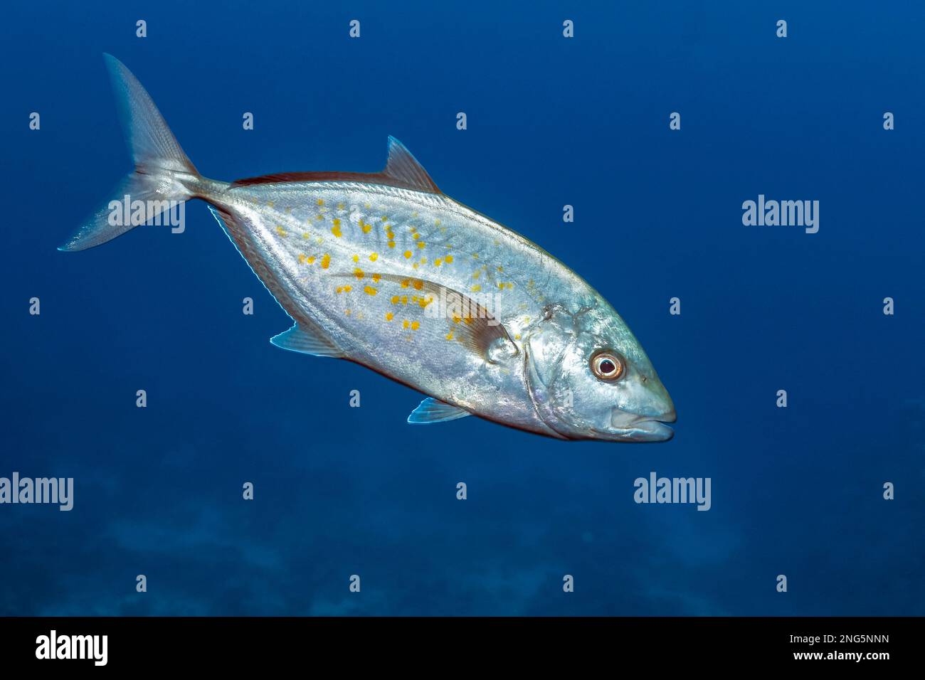 island trevally, Carangoides orthogrammus, Egypt, Red Sea, Indian Ocean ...