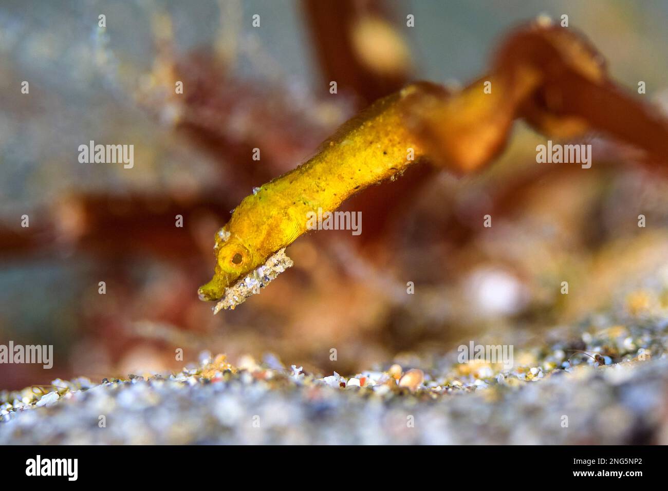 Thorn tailed pipefish hi-res stock photography and images - Alamy