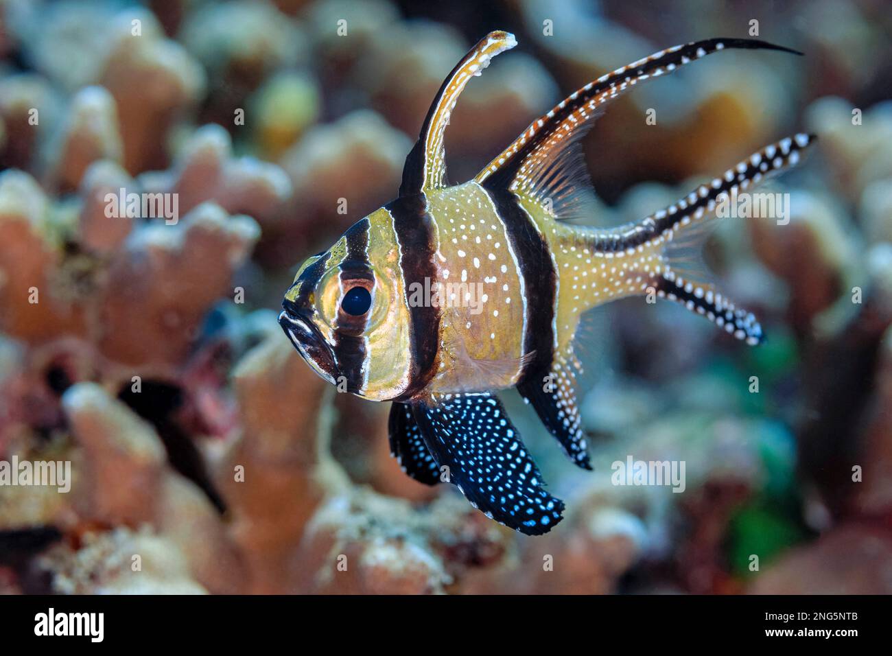 Banggai cardinal fish, Pterapogon kauderni, Bitung, North Sulawesi ...