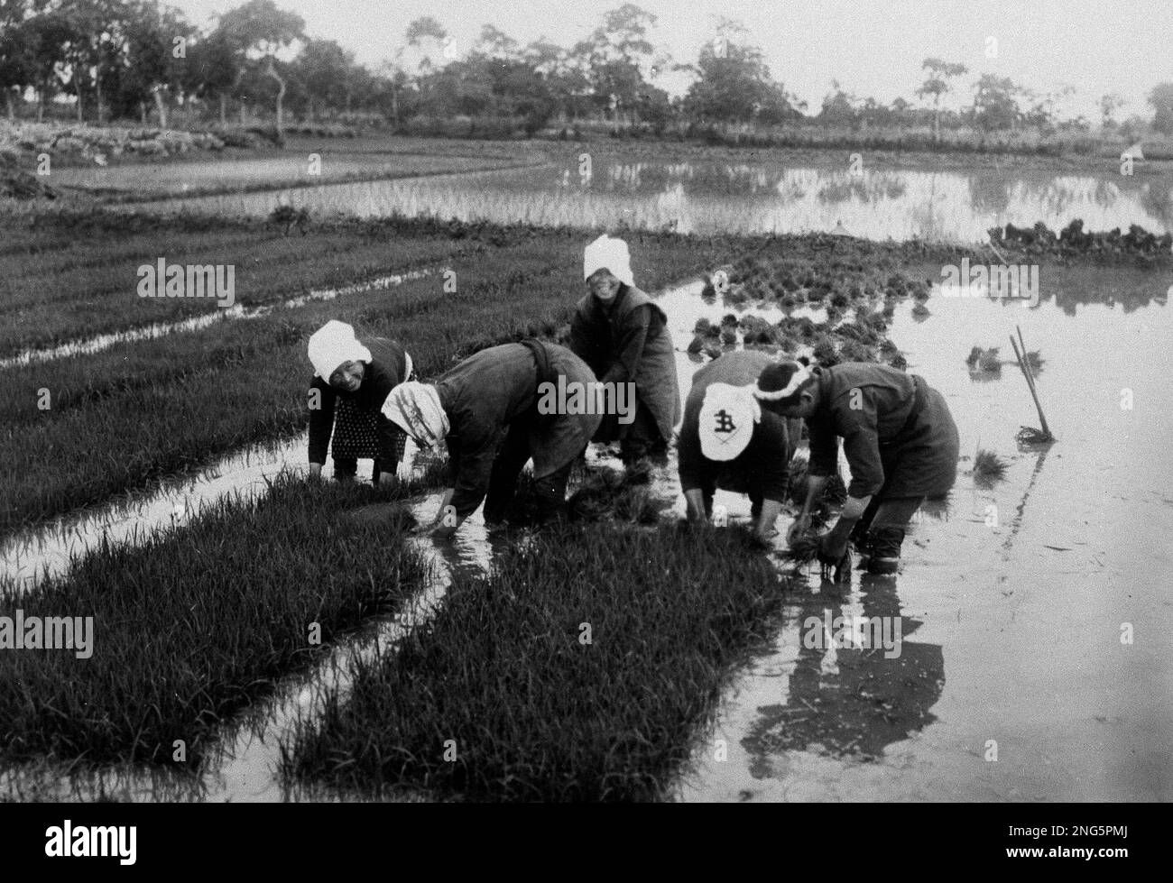 Farmhands gather rice plants for transplanting in Japan, Aug. 28, 1931 ...