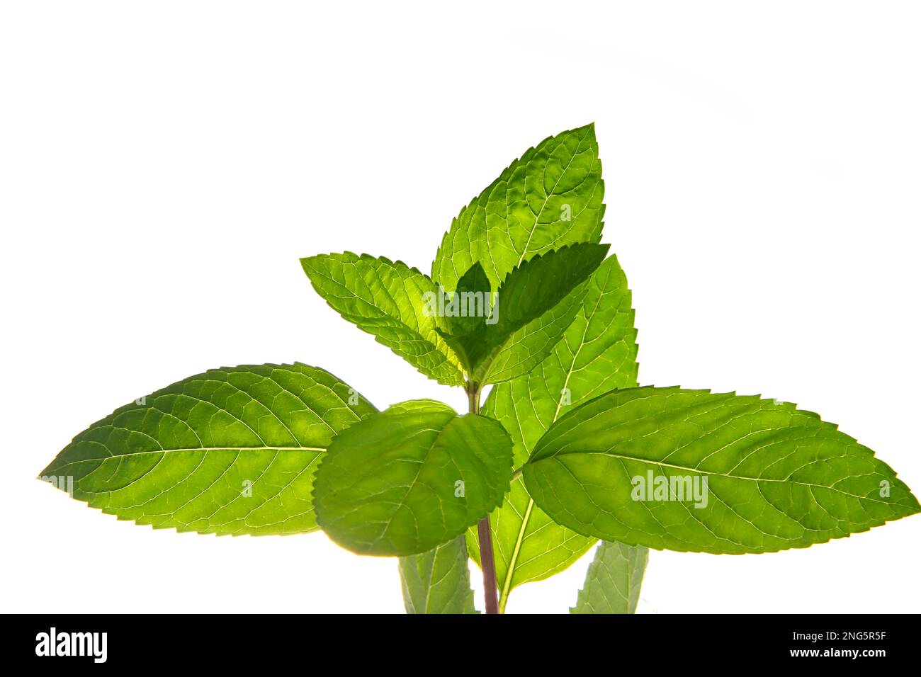 Fresh mint leaves, green plant, close-up pictures Stock Photo - Alamy