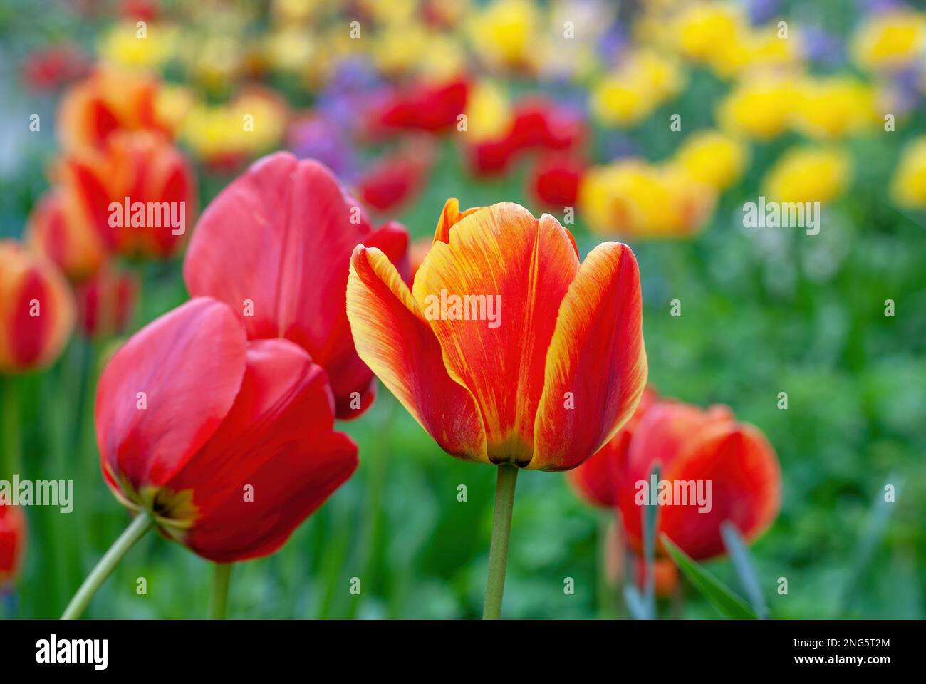 Tulips tulipa lily family hi-res stock photography and images - Alamy