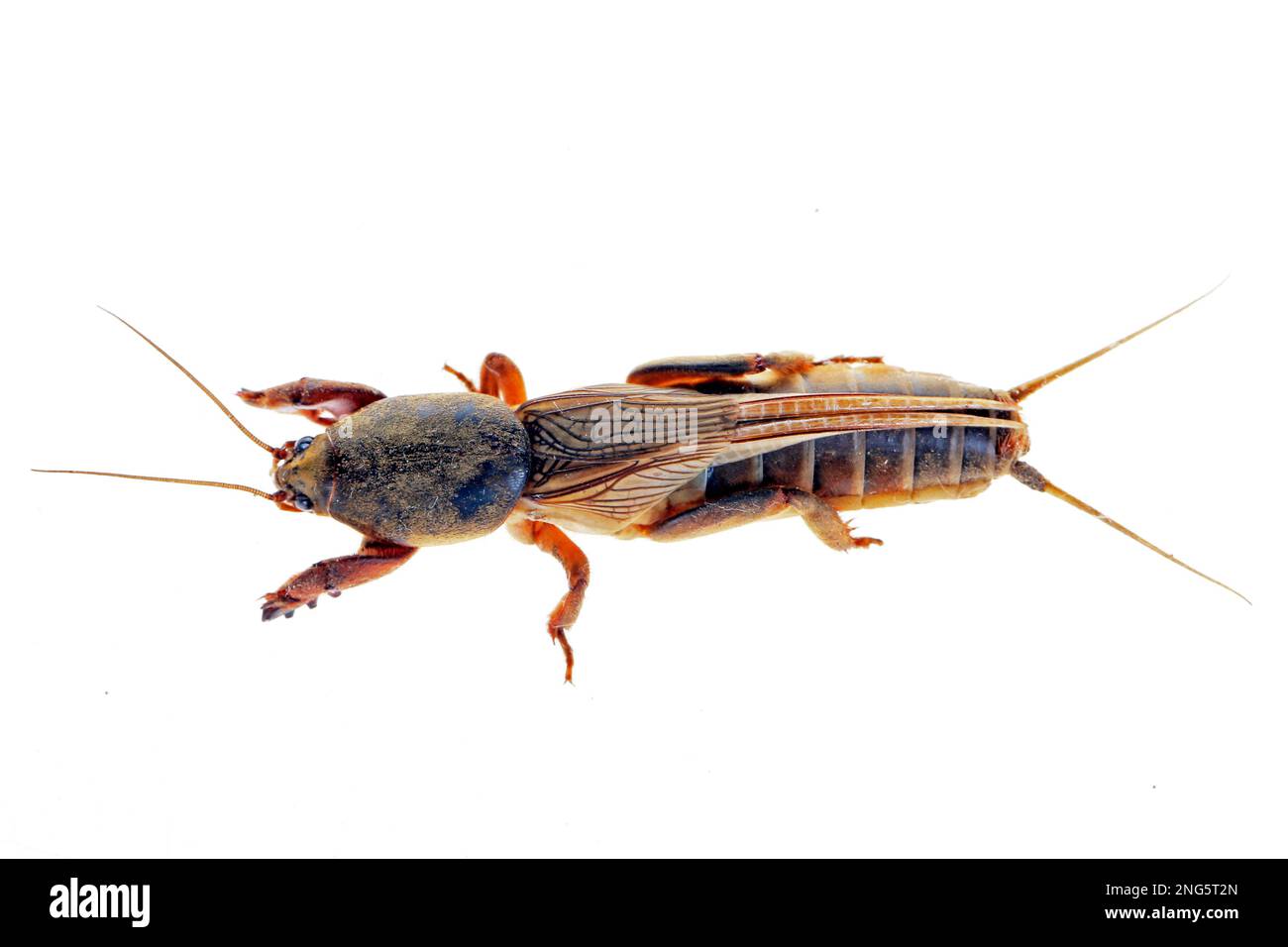 Mole cricket isolated on a white background, mole insect, close-up ...