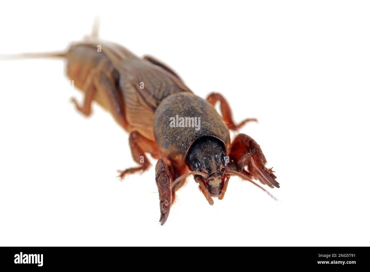 Mole cricket isolated on a white background, mole insect, close-up ...