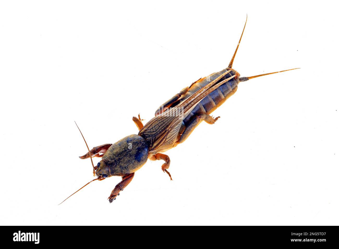 Mole cricket isolated on a white background, mole insect, close-up ...