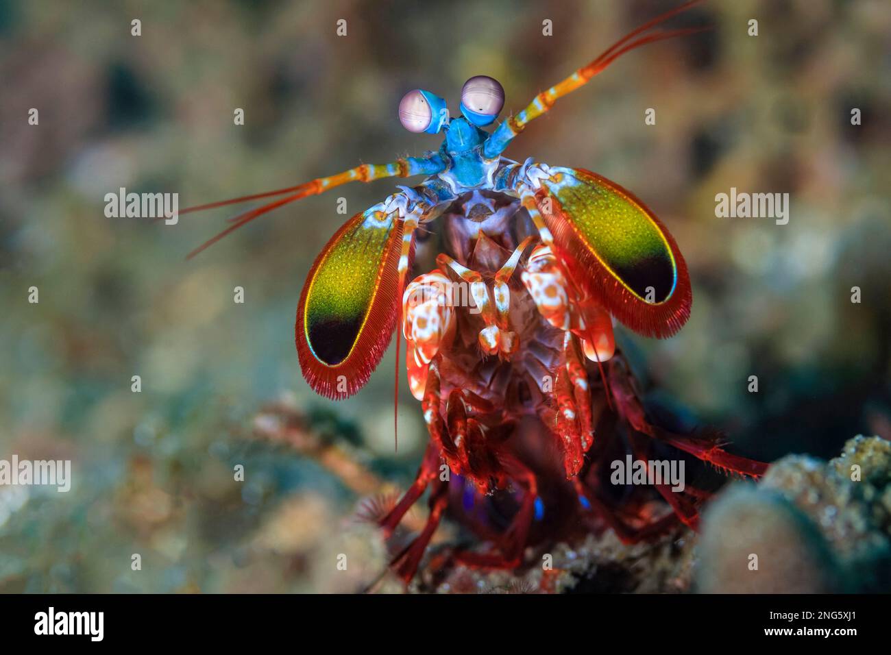 peacock mantis shrimp, stomatopoda odontodactylus scyllarus, Lembeh ...