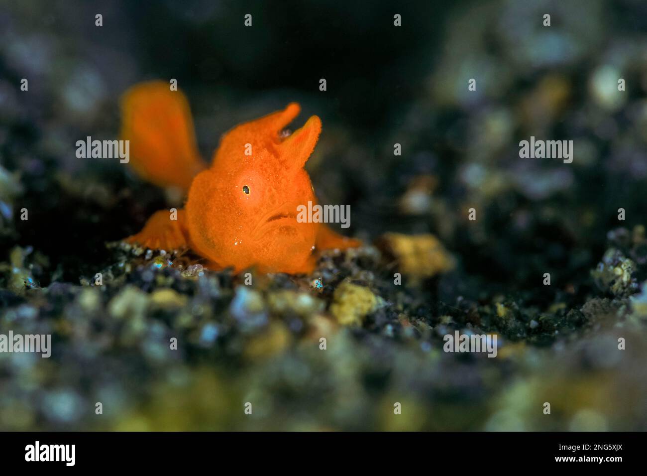 painted frogfish, Antennarius pictus, aka spotted frogfish, juvenile ...