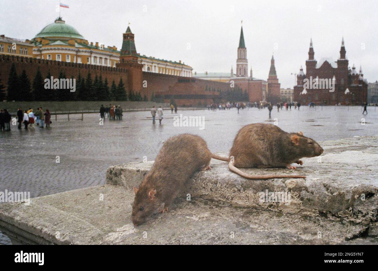Two rats sit in Moscow's Red Square in front of the Kremlin Sunday ...