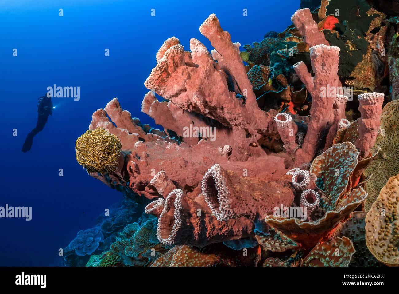 sponge, Porifera, Banda Neira, Banda Islands, Maluku, Indonesia, Banda ...