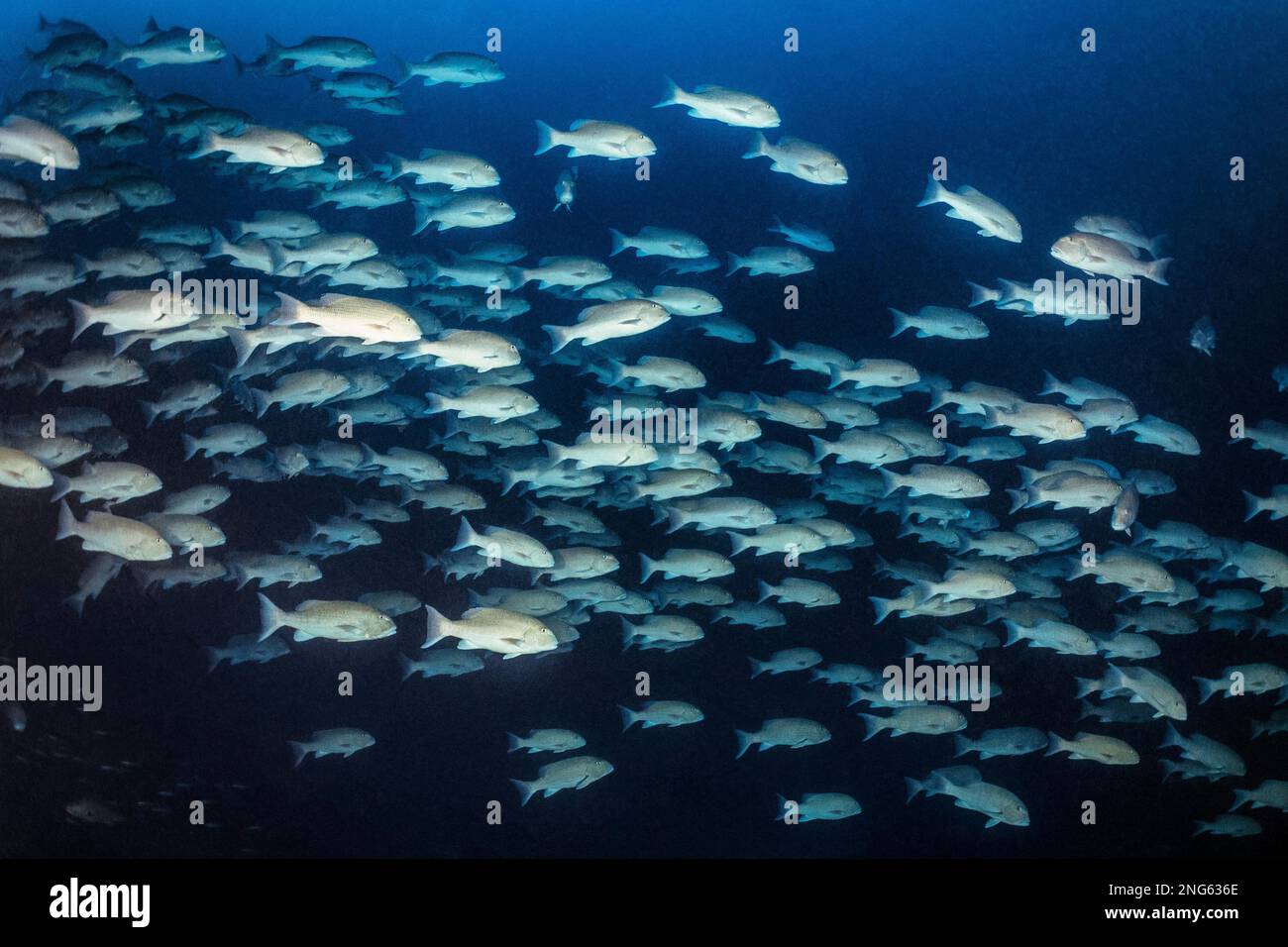 giant sweetlips, Plectorhinchus obscurus, Ambon, Maluku Islands ...