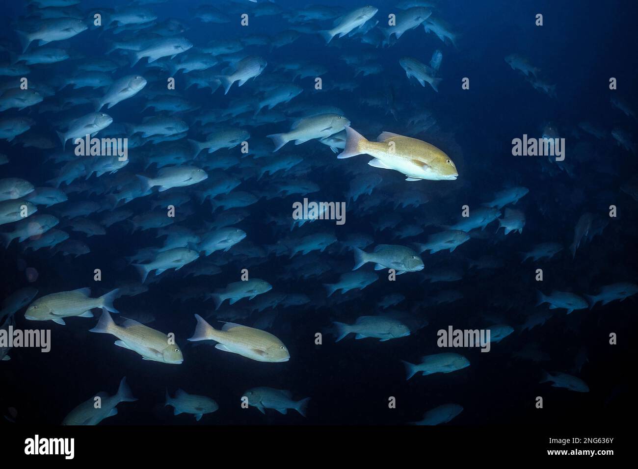 giant sweetlips, Plectorhinchus obscurus, Ambon, Maluku Islands ...