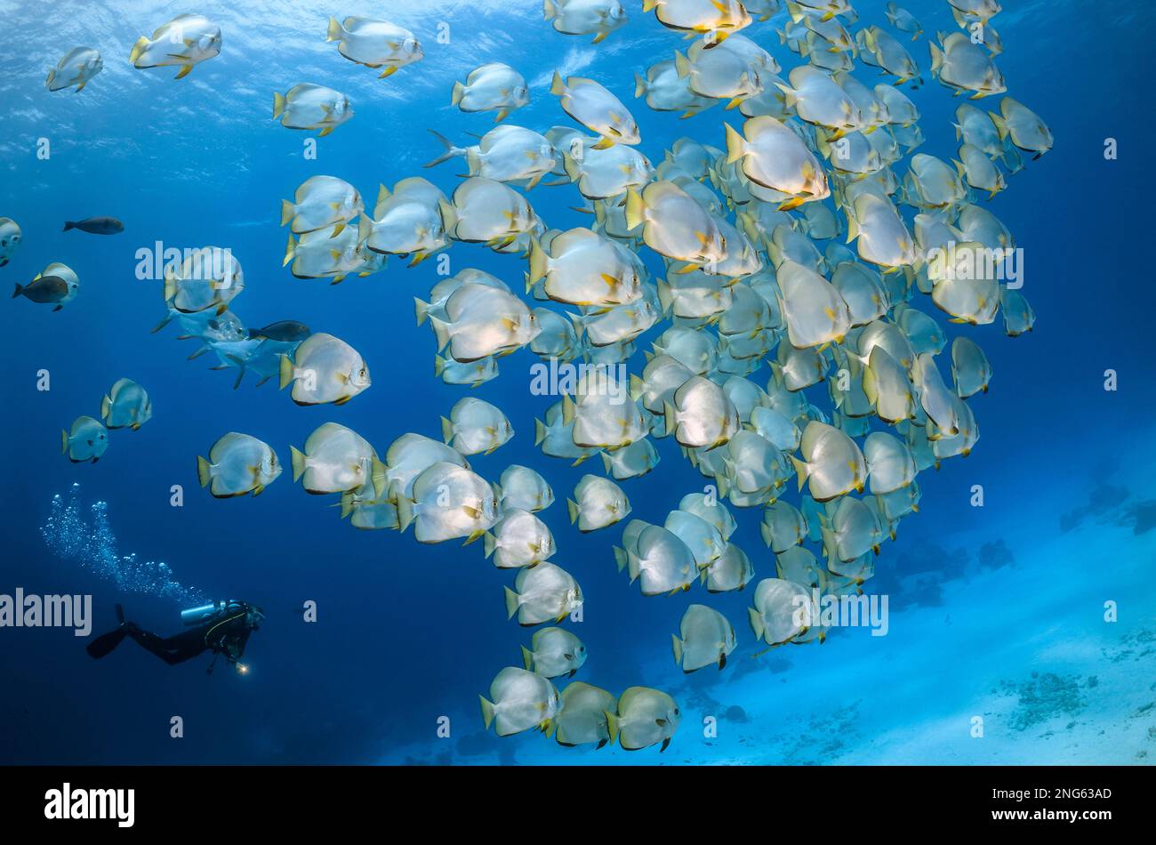 orbicular batfish, Platax orbicularis, aka circular batfish, orbiculate ...