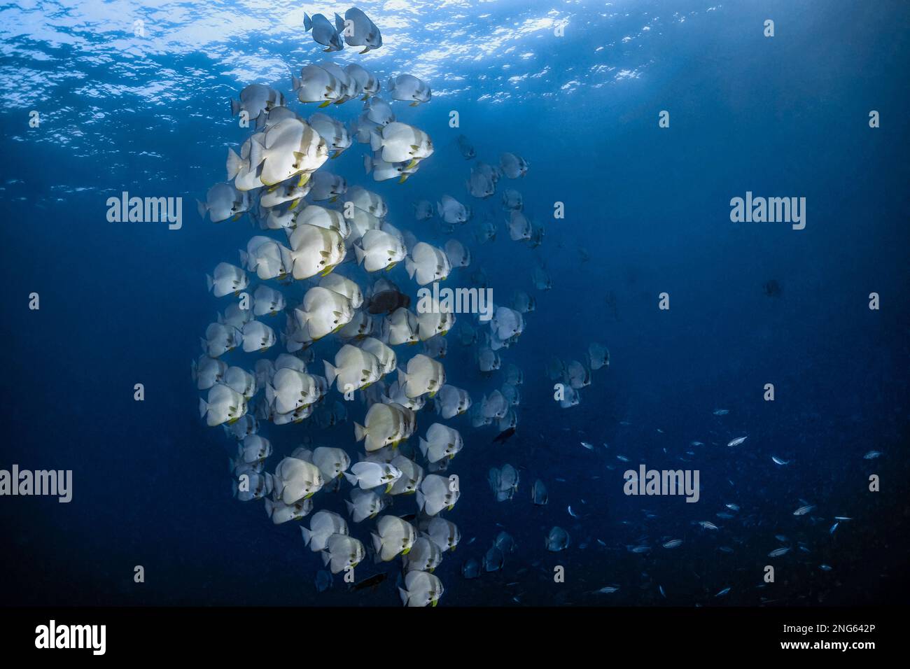 School of Tall-Fin Batfish, Ephippidae Platax teira, aka longfin ...