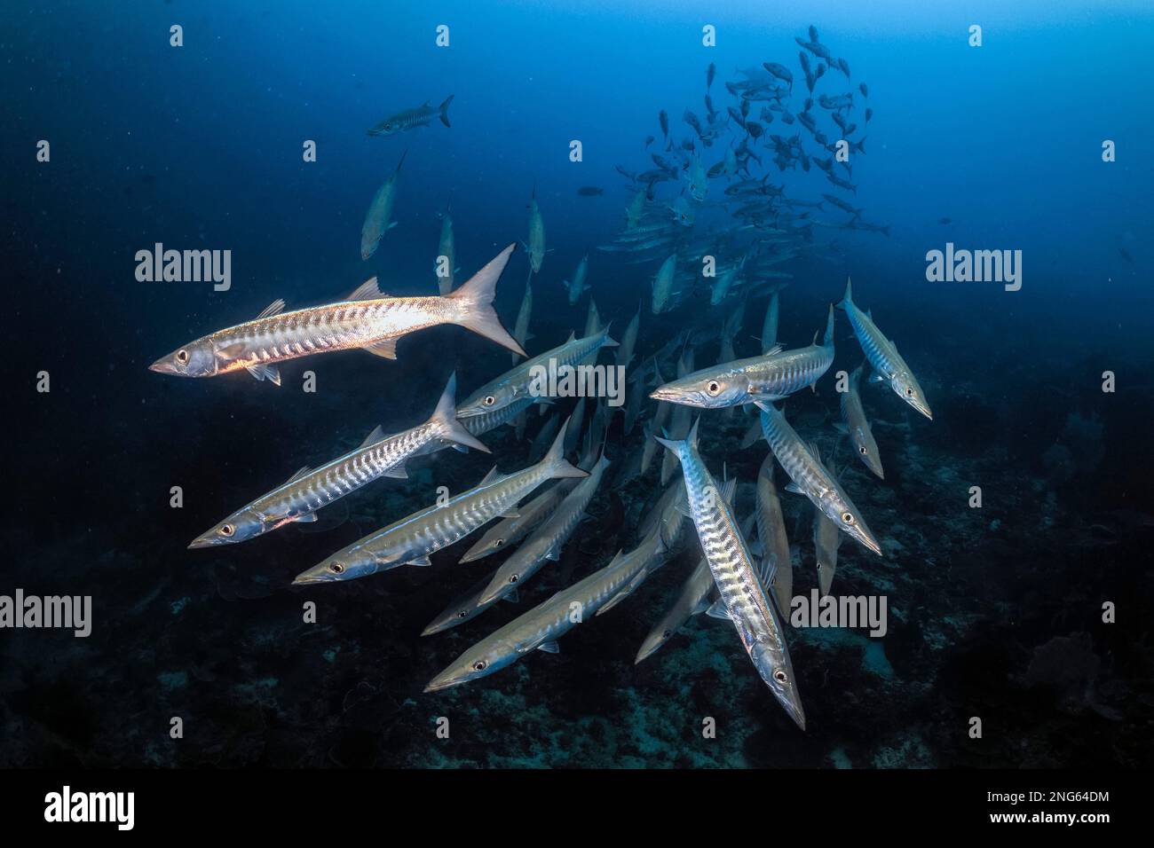 blackfin barracuda, Sphyraena qenie, aka chevron barracuda, schooling ...