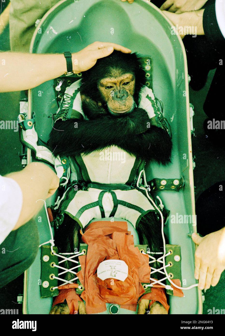 Ham, the first higher primate launched into outer space, is comforted ...