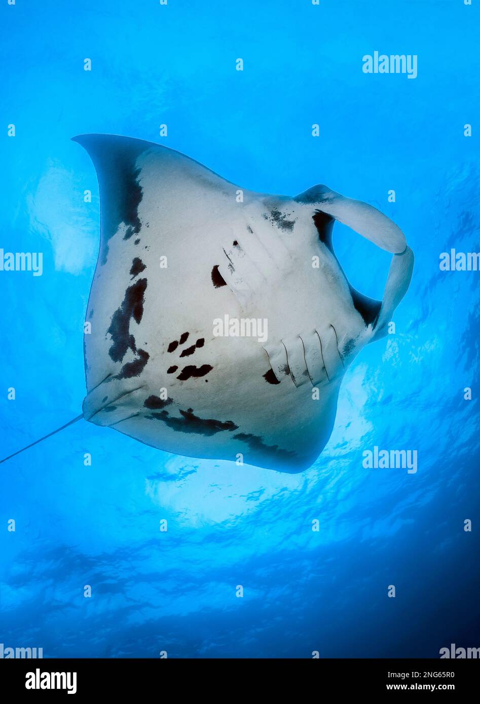 giant oceanic manta ray, Mobula birostris, Kri Island, Raja Ampat, West ...