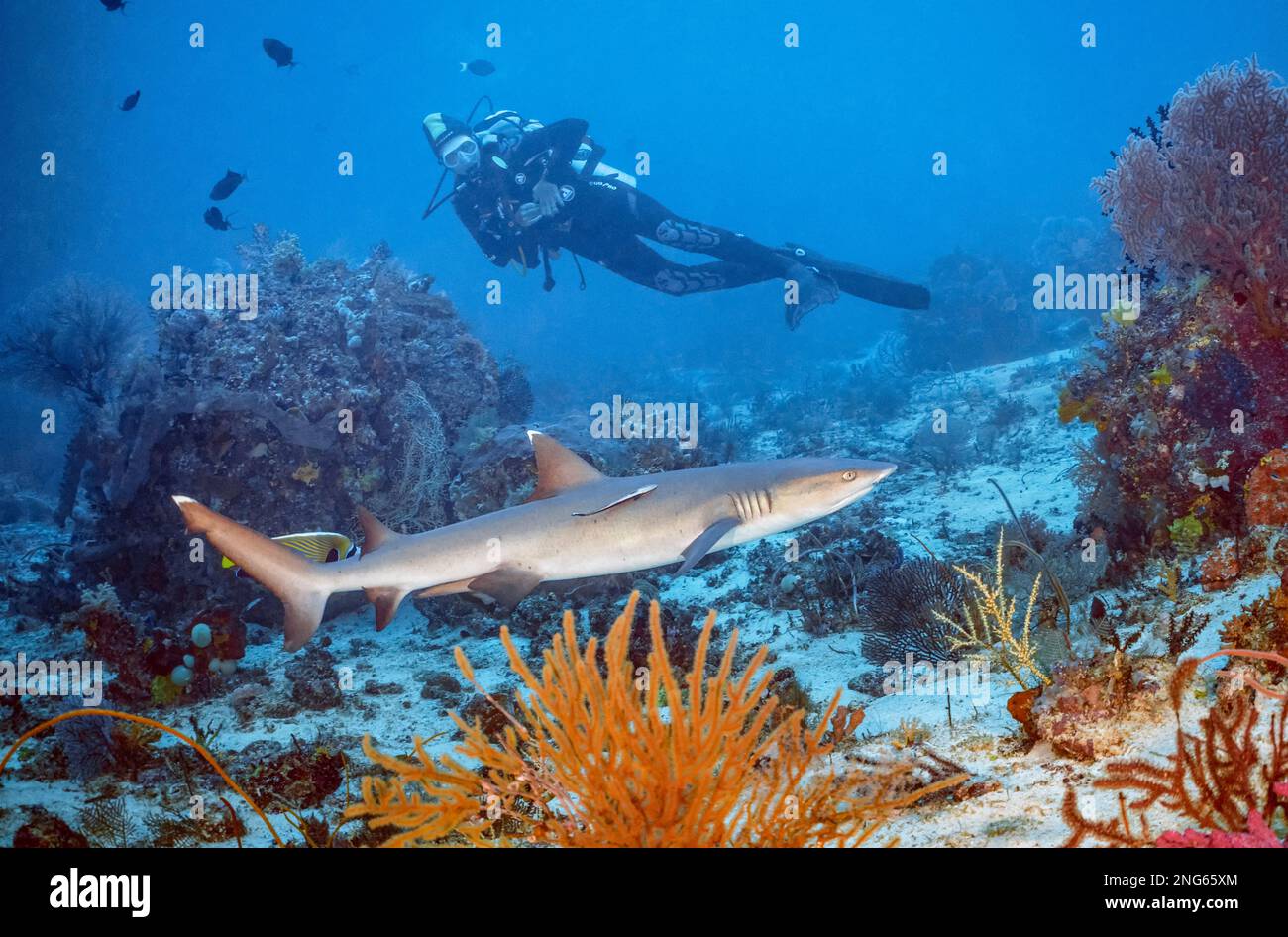 whitetip reef shark, Triaenodon obesus, scuba diver, Kri Island, Raja ...