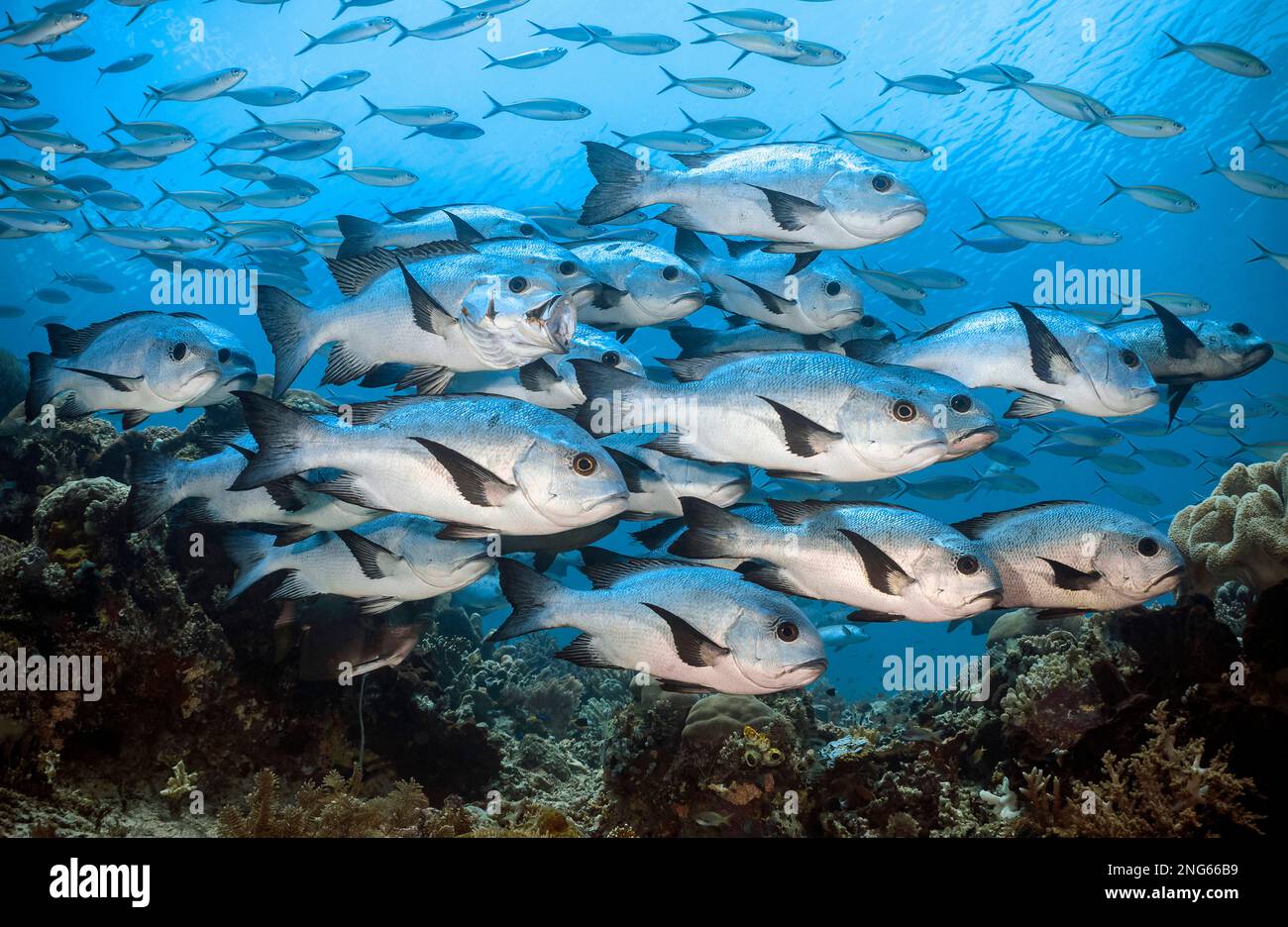black snapper, Macolor niger, aka black and white snapper, Kri Island ...