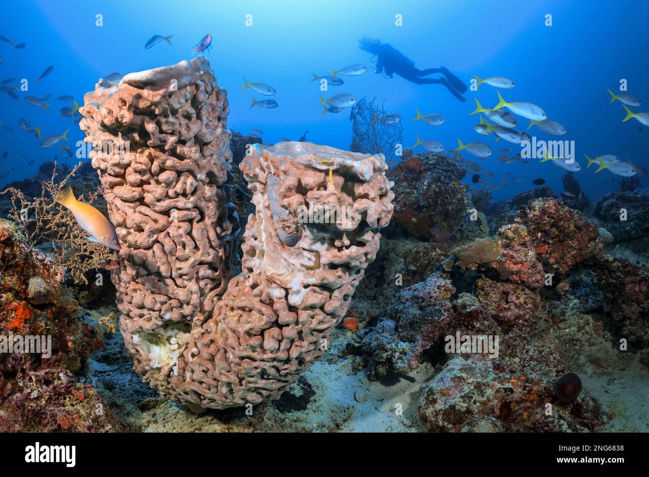 coral reef, sponge, fusilier, Caesio teres, and scuba diver, Kai ...