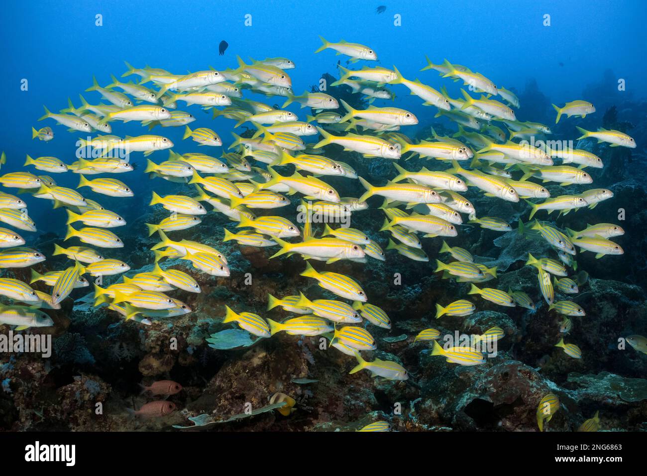 bluestripe snapper, Lutjanus kasmira, and yellow goatfish ...