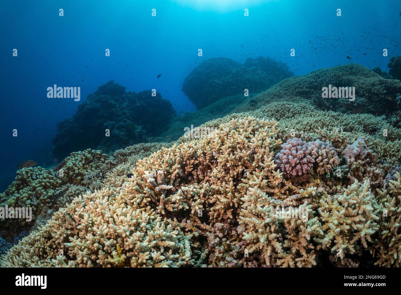 coral reef, hard coral, Acropora sp., Habili Marsa Alam, Marsa Alam ...
