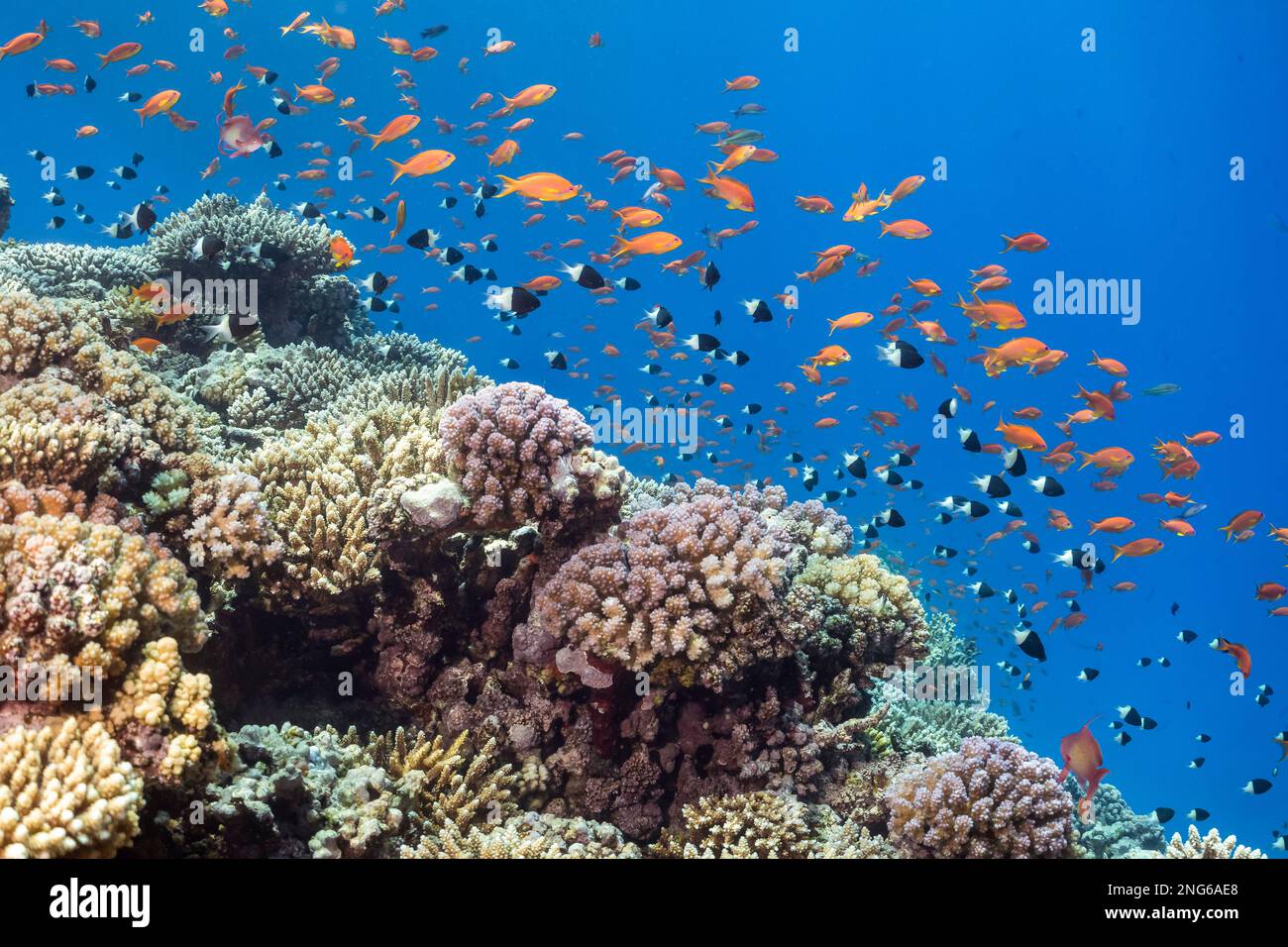 sea goldie, Pseudanthias squamipinnis , half and half chromis ...