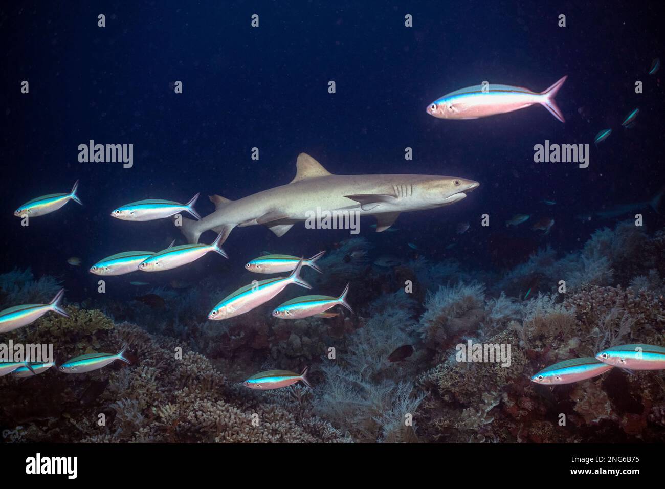 whitetip reef shark, Triaenodon obesus, blue and gold fusilier, Caesio ...