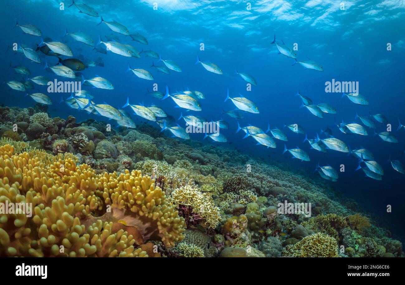 School of Bluefin Trevally with Reef, Jack, Caranx melampygus ...